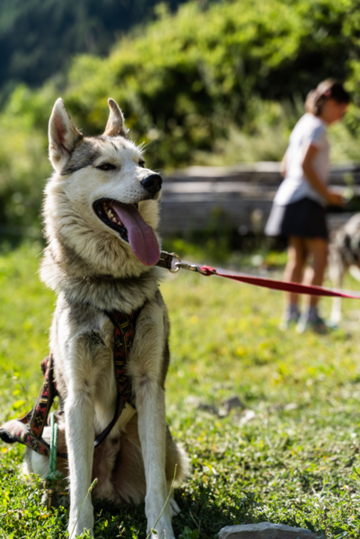 Cani rando Les Orres - Cani rando Les Orres