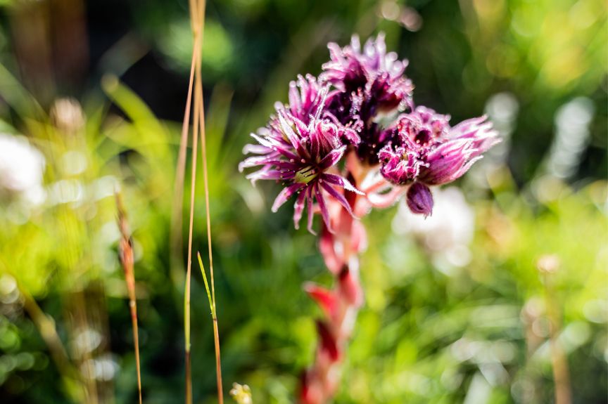 Les Orres - Joubarbe aranéeuse